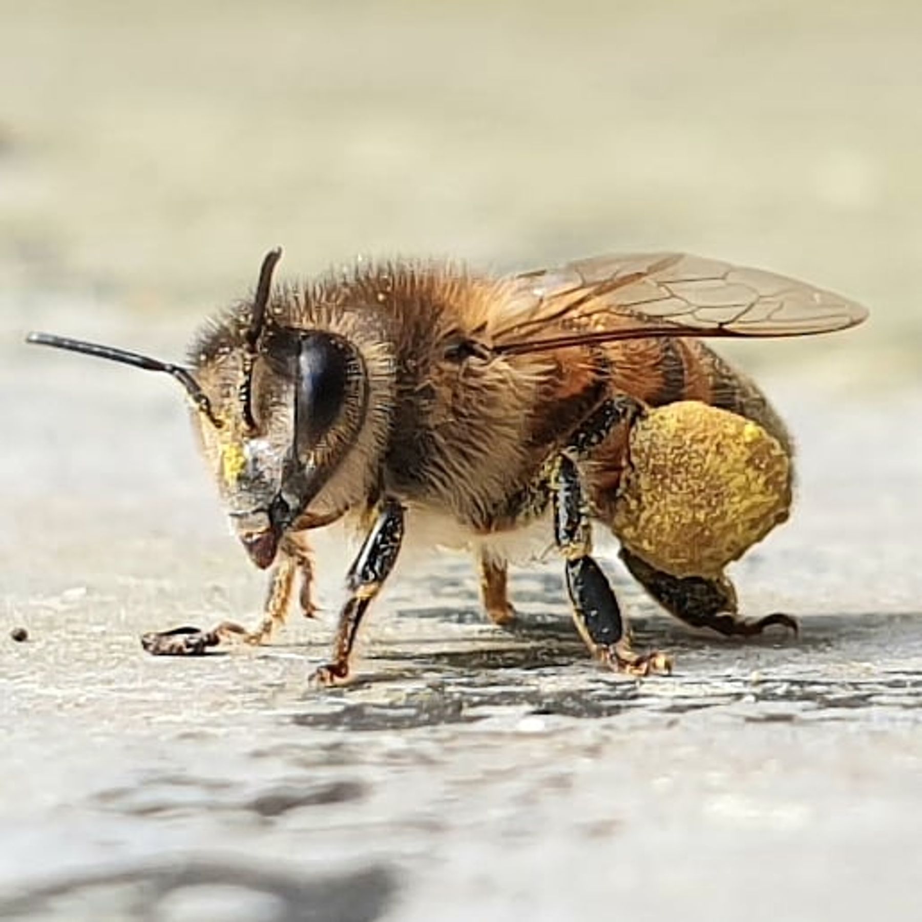 Steeds meer bijenplekken in Overijssel